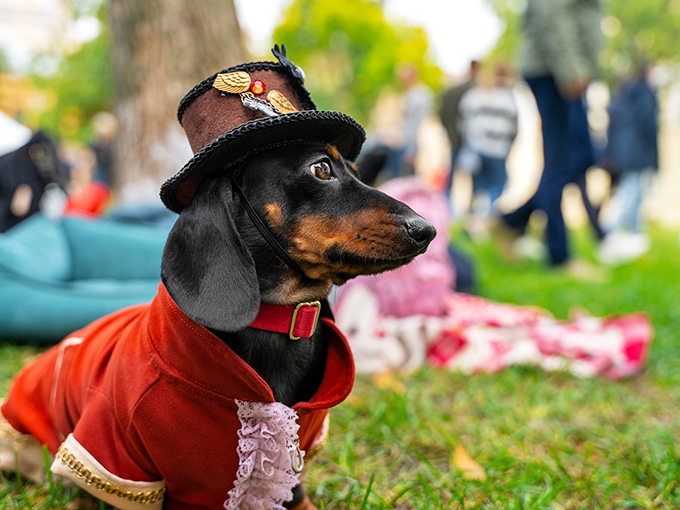 This dapper dachshund, dressed for success at Culpeper's pet parade, clearly got the memo about the town's reputation for style.