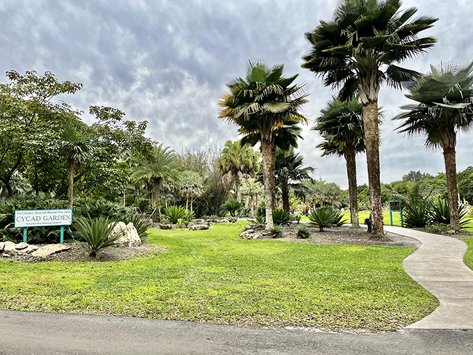 The Cycad Garden showcases prehistoric plants that dinosaurs once munched on. These living fossils have survived ice ages, meteors, and Florida summers.