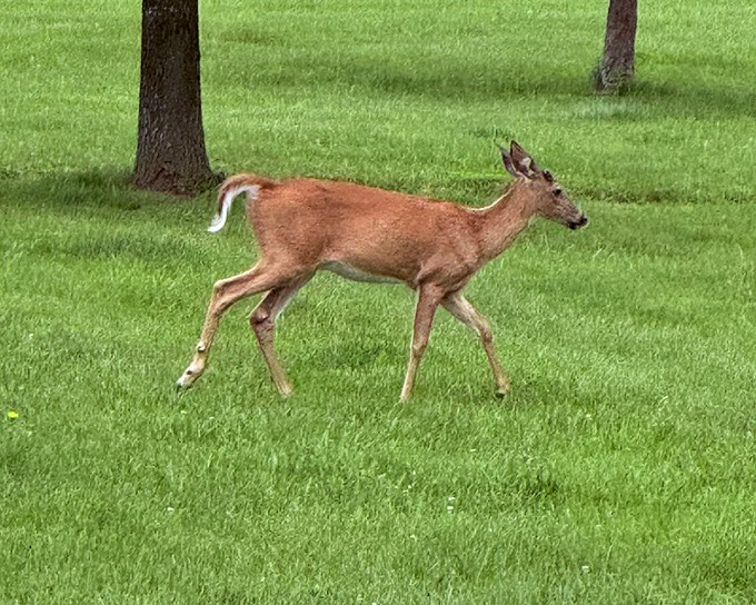 A deer pauses mid-stride, offering that magical wildlife encounter that transforms an ordinary park visit into a National Geographic moment.