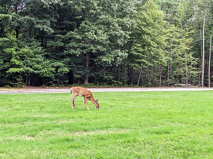 Bambi's breakfast buffet&mdash;a deer grazes peacefully, reminding us who the real locals are here.