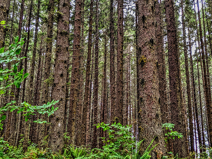 Cathedral of pines reaching skyward like nature's own Notre Dame. The silence here has a presence all its own.