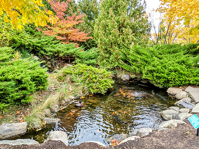 Fall colors that make you question why anyone would ever leave Michigan. Nature's showing off, and we're here for the entire performance.