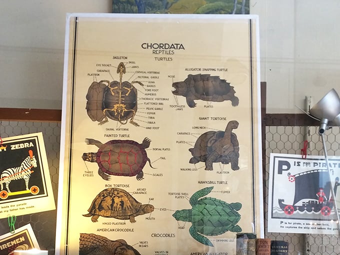 Science class never looked so cool! Vintage educational charts turn biology into wall art that's both nostalgic and surprisingly chic. 