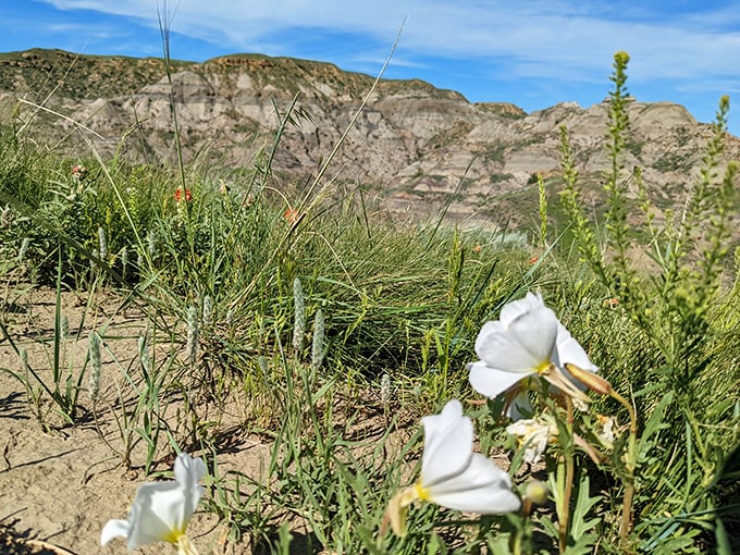 Delicate white blossoms defy the harsh badlands environment, proving beauty finds a way even in the most unlikely places.