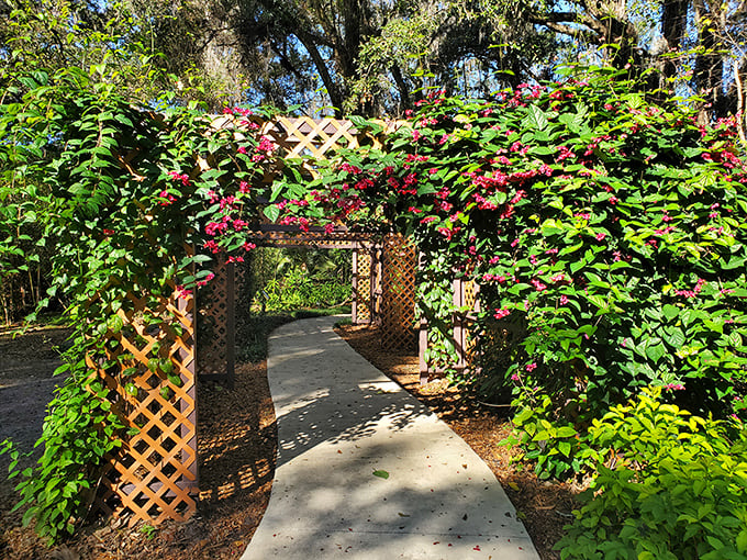 Nature's archway drips with vibrant blooms, creating a tunnel of color. Walking through feels like entering a botanical embrace.