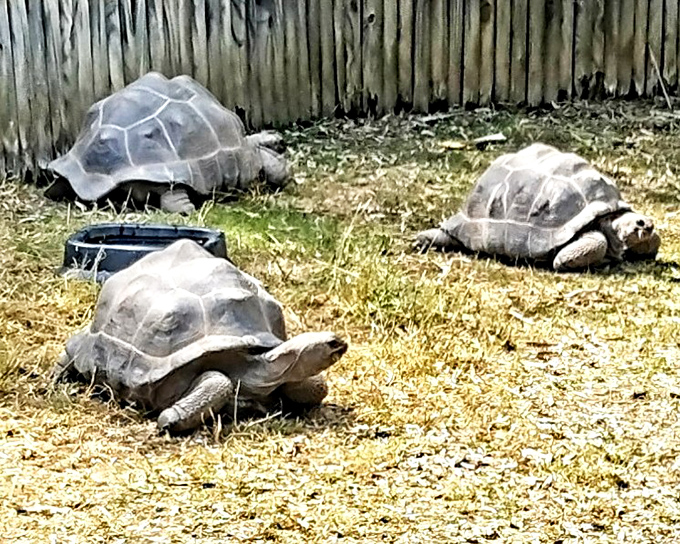 Shell yeah! These Galapagos tortoises demonstrate the slow life is the good life, their ancient faces carrying the wisdom of creatures who measure time in centuries, not Instagram stories.