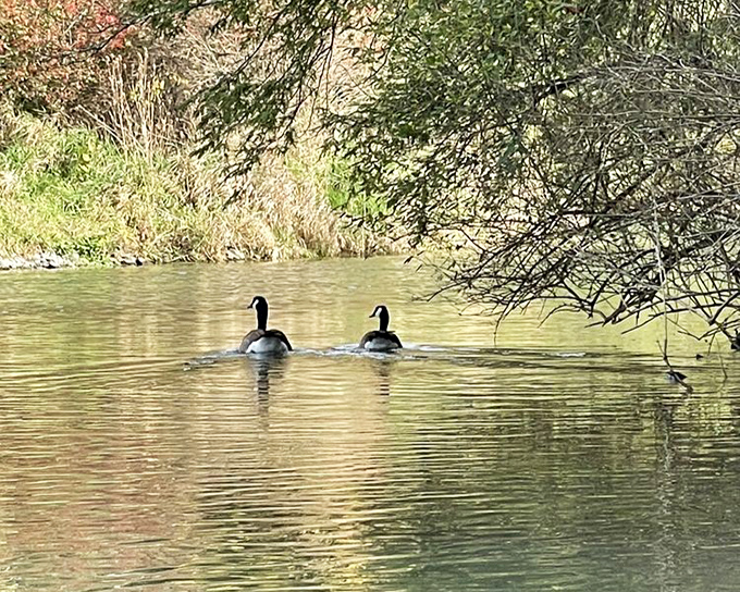 "We're just two geese, swimming in a stream, five feet apart 'cause we're socially responsible." Lake Nittany's feathered residents add wildlife charm.