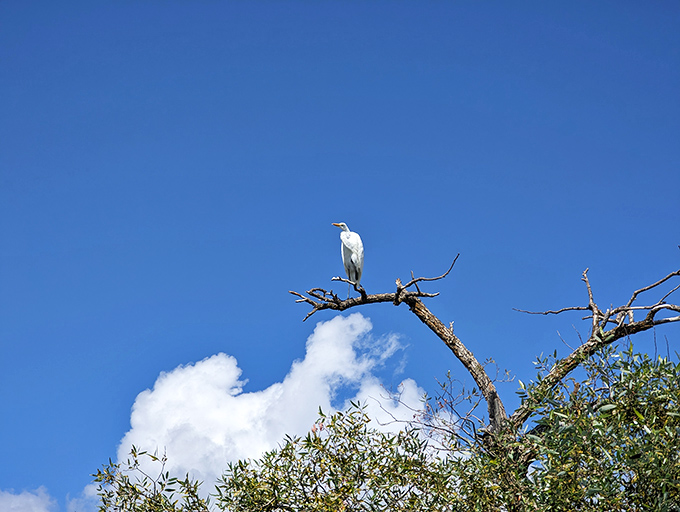 The great egret, nature's patient fisherman, strikes a regal pose against the blue sky. Some wildlife watching requires no Netflix subscription.