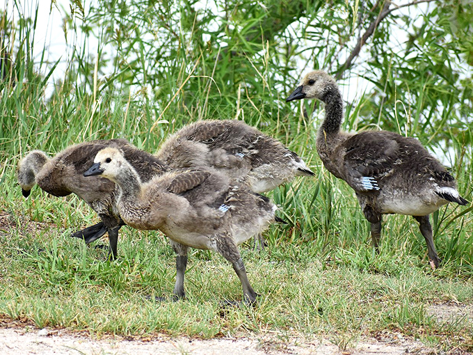 Young Canada geese practicing their synchronized walking routine &ndash; nature's own marching band in fuzzy formation.