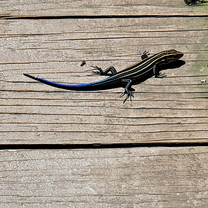 A five-lined skink shows off its electric-blue tail, nature's way of saying "yes, even lizards can be fashion-forward."