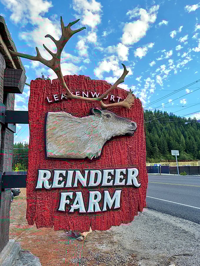 The Reindeer Farm sign stands as proof that Christmas magic lives year-round in Leavenworth, where meeting Santa's transportation team doesn't require a trip to the North Pole.