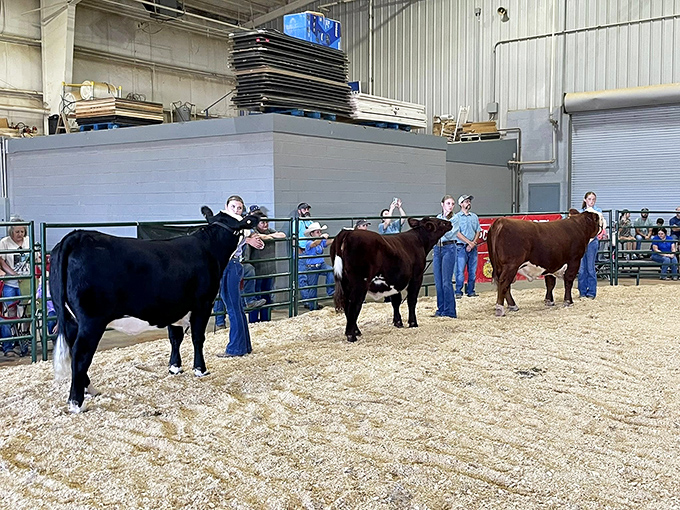 Future farmers showcase their prize livestock at the county show&mdash;a tradition as deeply rooted in Corinth as the oak trees lining the courthouse square.