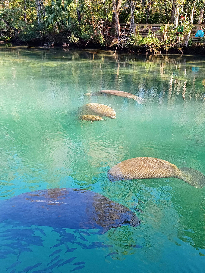 Manatees gliding through impossibly blue waters like gentle astronauts &ndash; Florida's beloved sea cows showing off their surprising grace.