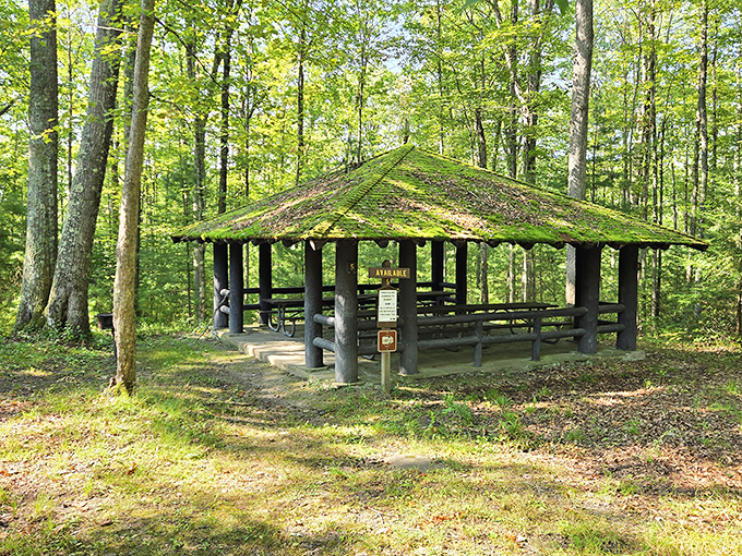 The moss-covered pavilion stands ready for picnics, looking like it grew naturally from the forest floor rather than being built.