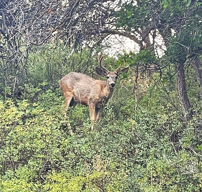 Local resident checking out the tourists &ndash; probably wondering why we're all staring at him like paparazzi.