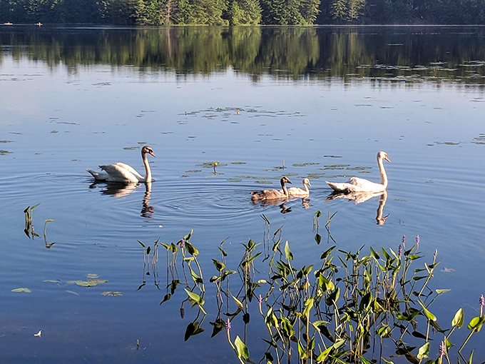 Swan family outing on Middle Pond&mdash;nature's version of the minivan, where everyone stays in formation.