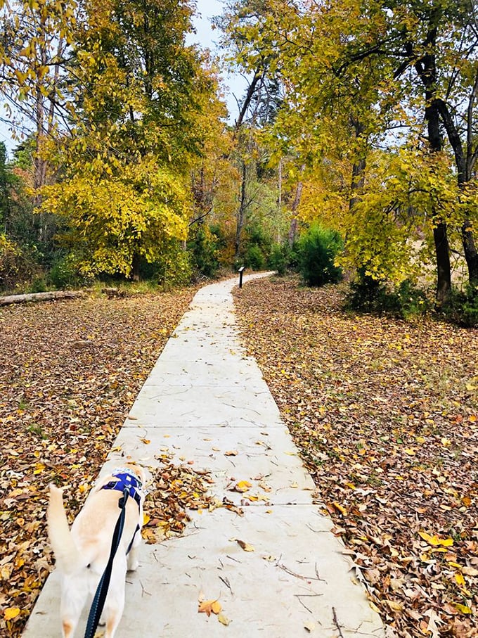 Fall's confetti carpets the path while golden sentinels stand guard – nature's red carpet treatment for everyday explorers.