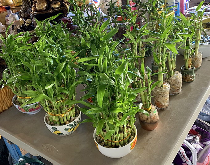 Lucky bamboo brings good fortune to those who believe. These potted promises of prosperity are the easiest impulse buy to justify.