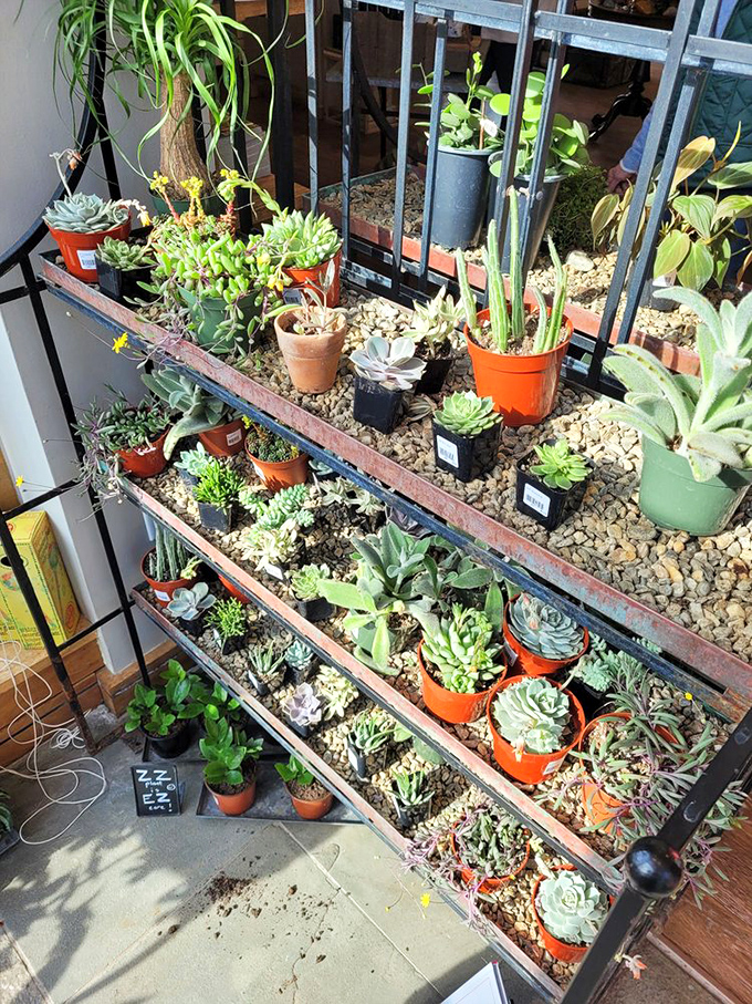 These meticulously arranged succulents prove that sometimes the most beautiful gardens come in the smallest packages. Plant parenthood at its finest.