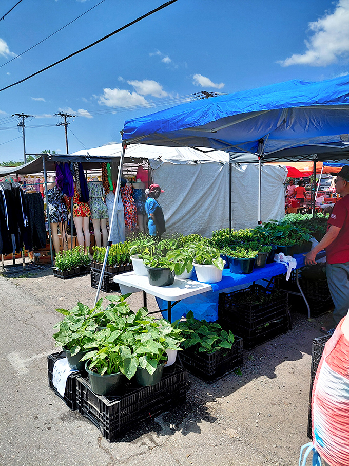 Green thumbs rejoice! Garden-ready plants offer instant backyard transformation without the wait&mdash;nature's instant gratification in portable form.