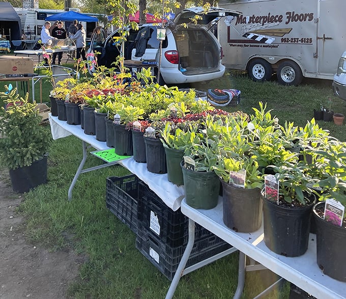 Green thumbs rejoice! These potted perennials skip the garden center markup while bringing years of blooming joy.