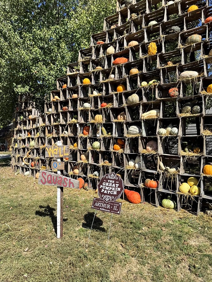 Arcola's Great Pumpkin Patch display wall showcases gourds in a gallery-worthy arrangement that puts art museums to shame.
