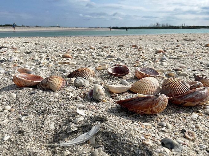 Shell-seekers' jackpot! These natural treasures wash up with each tide, creating a beachcomber's scavenger hunt that never gets old.