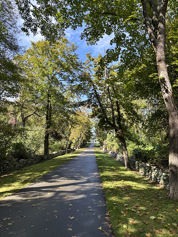 Tree-lined avenues create natural cathedrals of dappled light. This path practically begs for leisurely strolls and meaningful conversations.