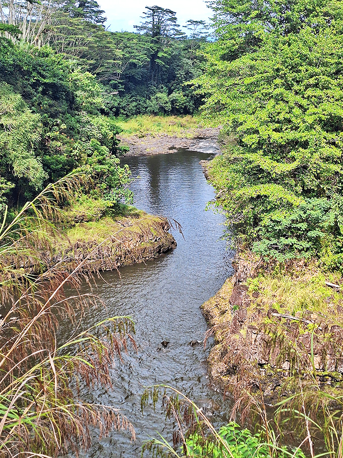 The Wailuku River meanders peacefully here, saving its dramatic moments for downstream where the real action happens.