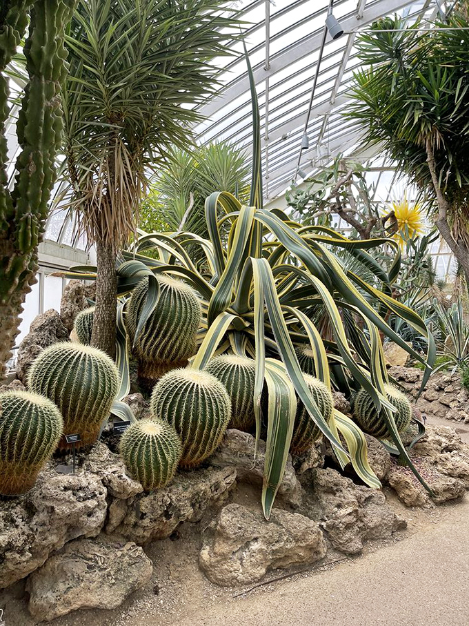 These barrel cacti look like nature's version of a family portrait&mdash;the spiky relatives who still somehow manage to look photogenic.