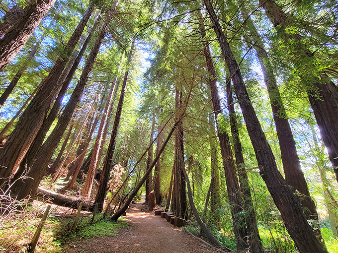 Walking this redwood-lined path feels like stepping into a scene from a fantasy film&mdash;minus the orcs and elven drama.