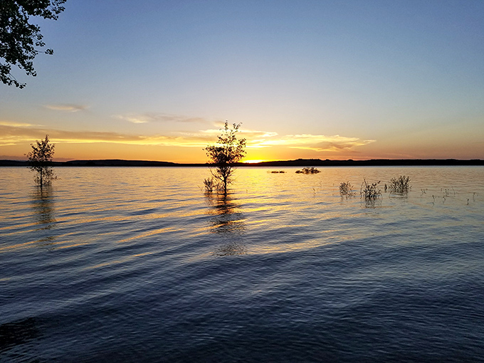Trees standing in water like they're auditioning for a calendar photo. Spoiler alert: they got the job.