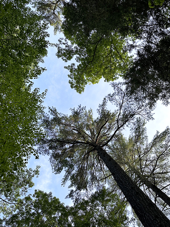 Look up and feel instantly humbled. These towering sentinels have been perfecting their skyward reach for decades.