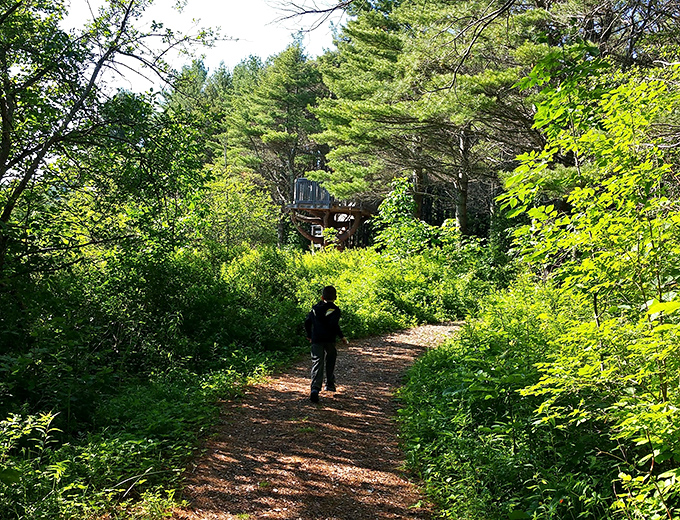 Forest bathing, Maine-style. This sun-dappled trail invites wanderers to discover what lies beyond the next bend.