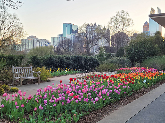 Tulips paint the garden's edge in Technicolor, with Atlanta's skyline playing the sophisticated backdrop.