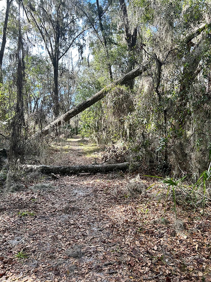 Tuscawilla Preserve's moss-draped pathway feels like walking through nature's cathedral, where sunlight filters through a living, breathing stained glass ceiling.