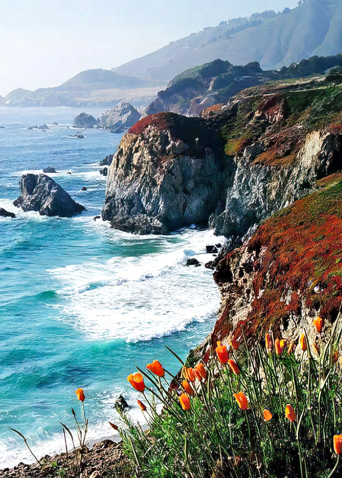 California poppies stealing the spotlight from the ocean. These vibrant orange blooms are nature's way of accessorizing the coastline.