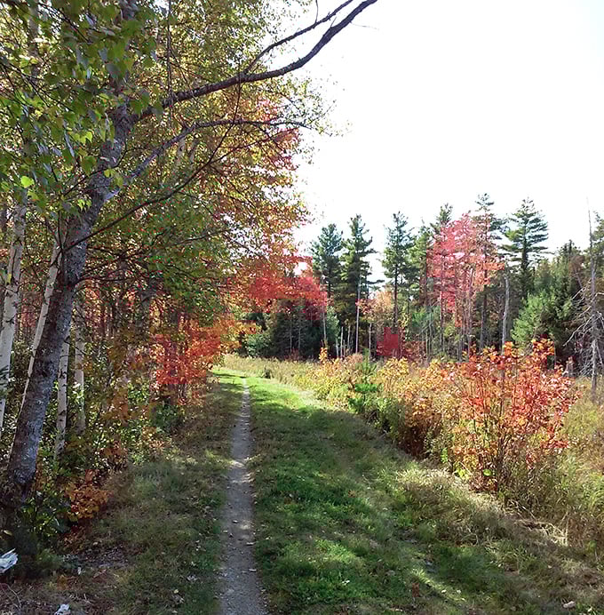 Walden-Parke Preserve's autumn trail whispers with fallen leaves, nature's red carpet rolled out for hikers seeking woodland solitude.