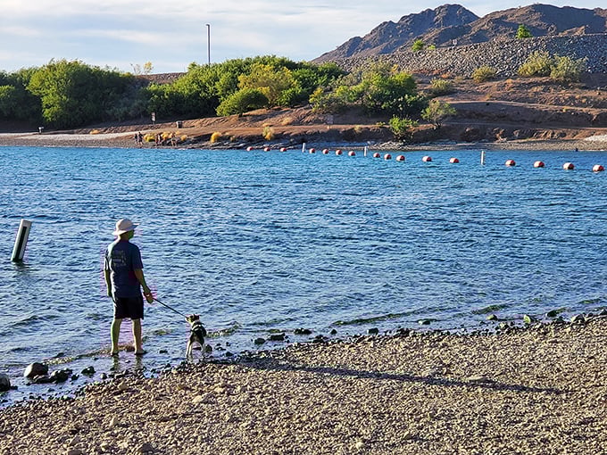 Man's best friend getting the grand tour of shoreline scents, while contemplating a quick dip to cool those paws.
