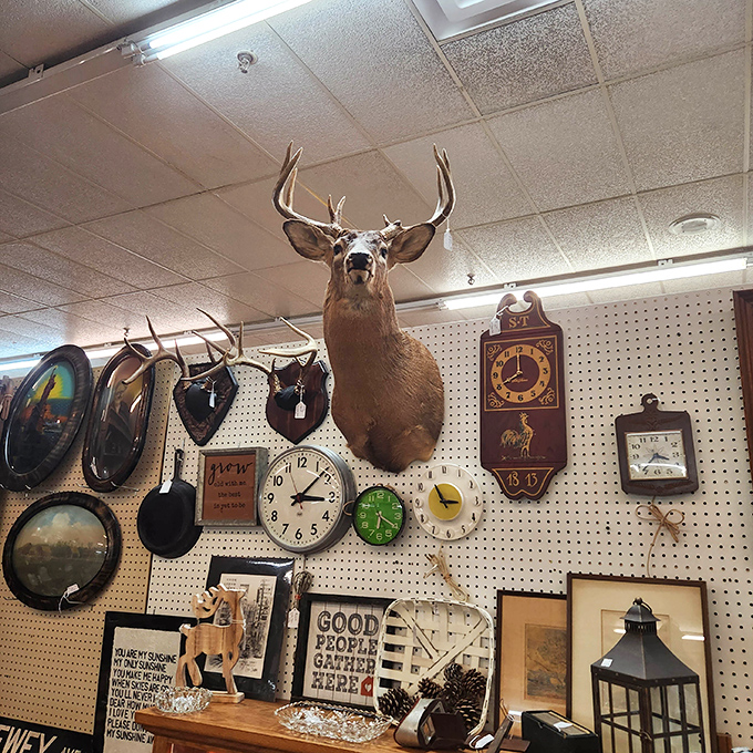 The ultimate hunter's trophy wall meets timekeeper collection—because nothing says "South Dakota home" quite like a majestic buck surrounded by vintage clocks.