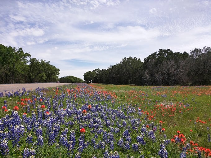 Nature's own Texas flag unfurls each spring. Bluebonnets and Indian paintbrush create a spectacular seasonal display near the park entrance.