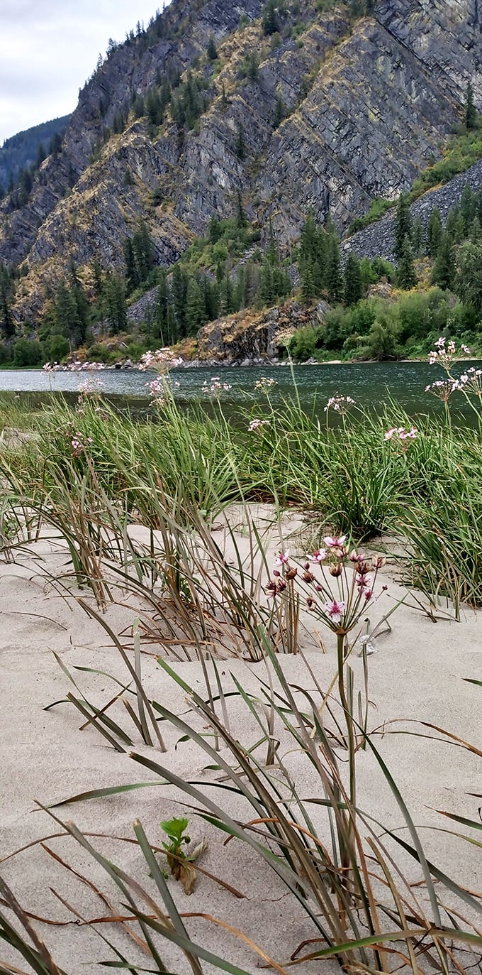 Delicate wildflowers stake their claim on sandy shores, proving that beauty finds a way to bloom even in the most unlikely places.