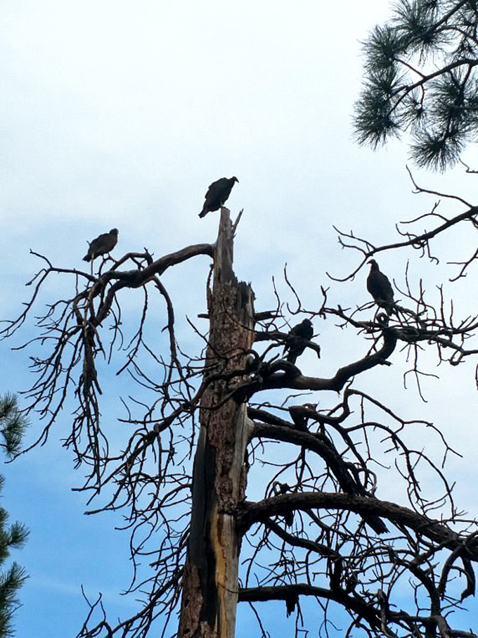 Nature's most patient committee meeting in progress. These birds have gathered to discuss important matters&mdash;like who spotted the best fish.