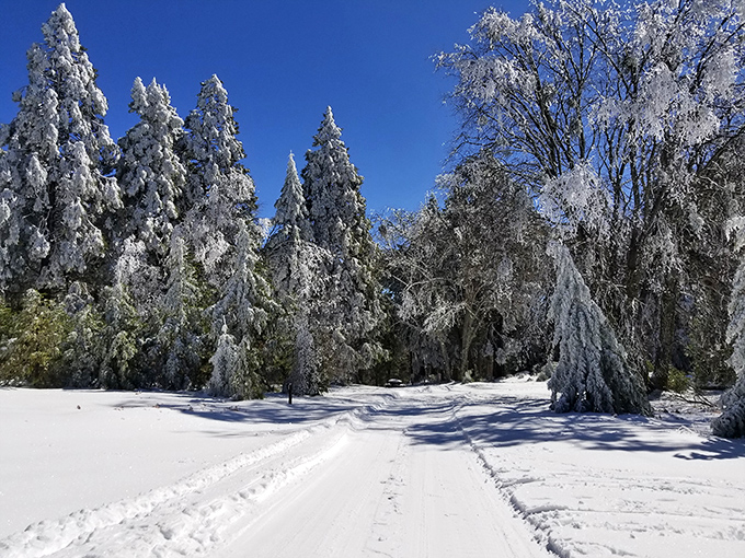 Winter transforms Palomar into a snow globe come to life. These powder-dusted pines make you forget you're just an hour from palm trees.