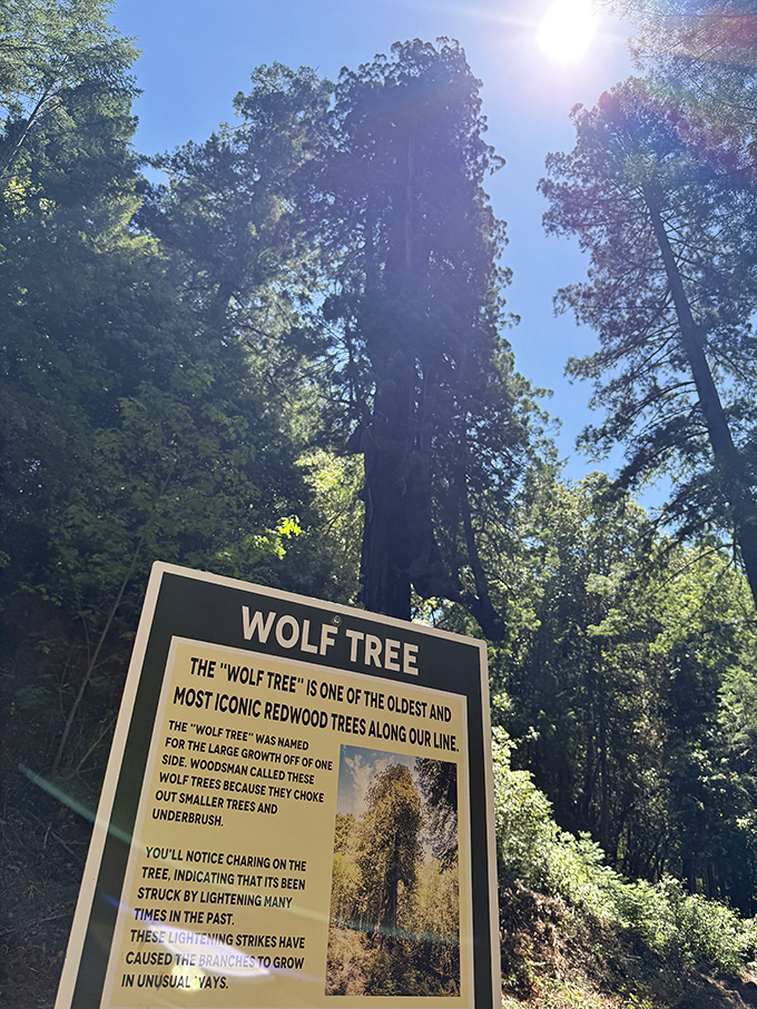 Meet the Wolf Tree, nature's sculpture that's survived lightning strikes and centuries of California history, standing tall as a landmark along the route.