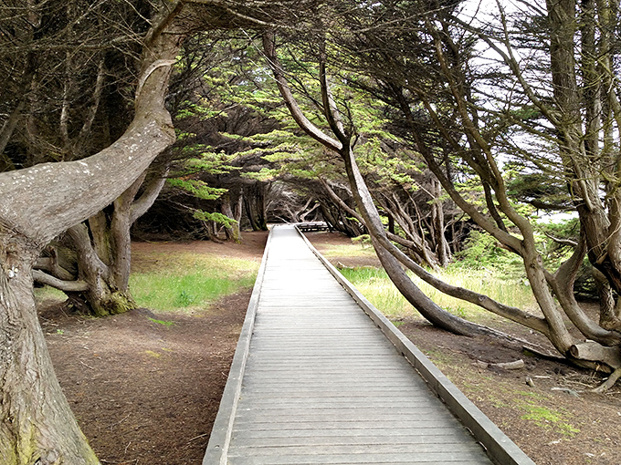 The forest boardwalk at MacKerricher feels like walking through a fantasy novel&mdash;minus the dragons and questionable plot twists.
