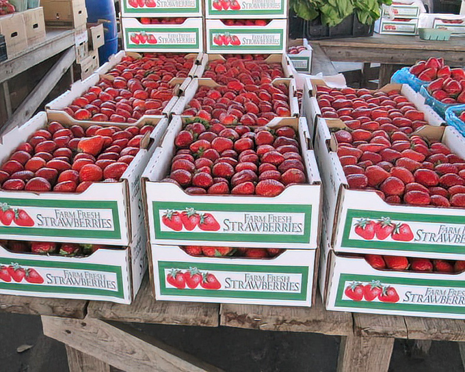 Berry bonanza! Farm-fresh strawberries bring a taste of Florida sunshine to market-goers who know the difference between store-bought and just-picked. 