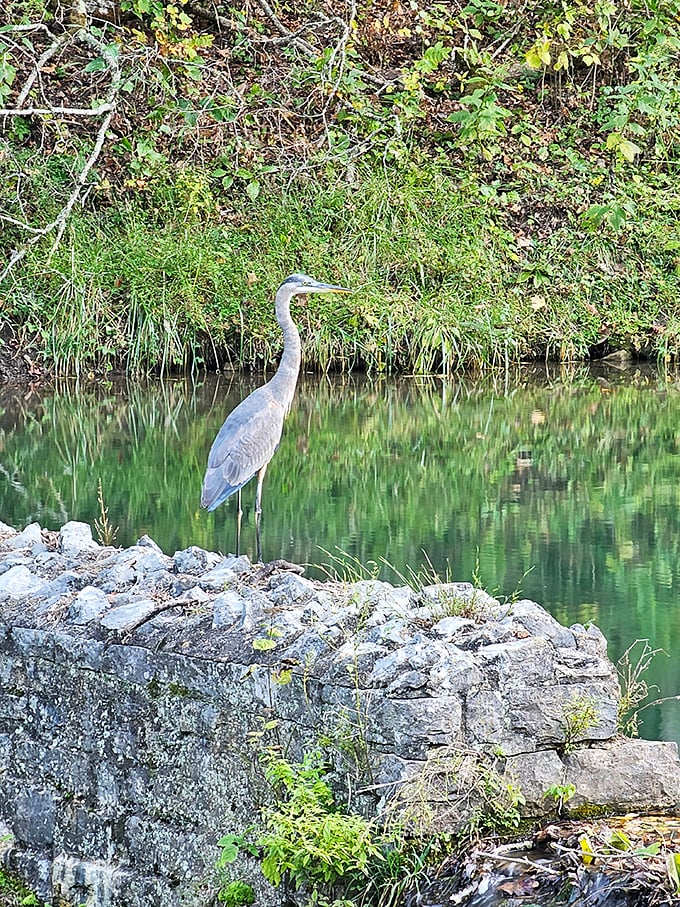 The great blue heron stands like a zen master &ndash; perfectly still, yet completely alert, teaching us the art of mindful observation.