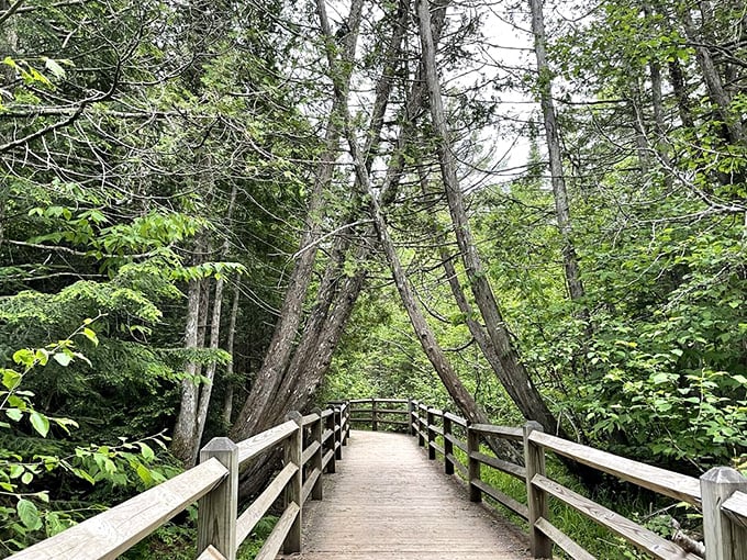 Where the forest creates its own cathedral. Leaning trees form natural arches over this boardwalk path through Tahquamenon's wilderness.