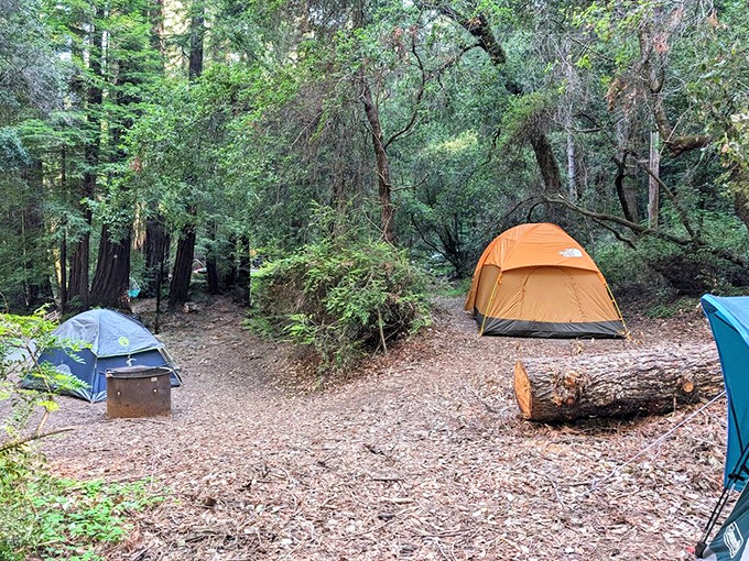 Camping sites nestled among redwoods offer the rare opportunity to complain about pine needles in your coffee instead of emails in your inbox.